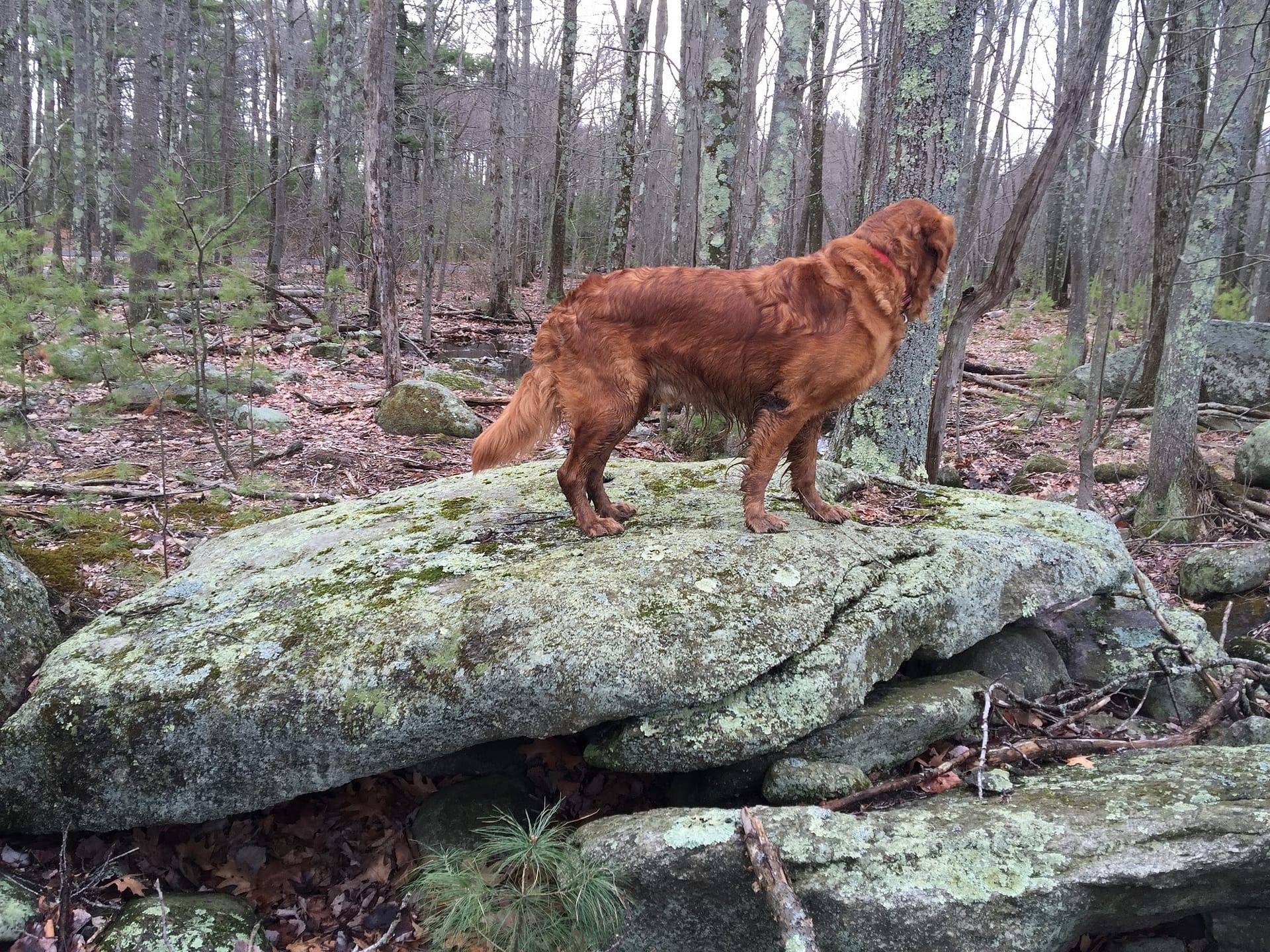 New England Fieldstone Boulders & Ledgestone - Jumbo Boulders | Stone ...